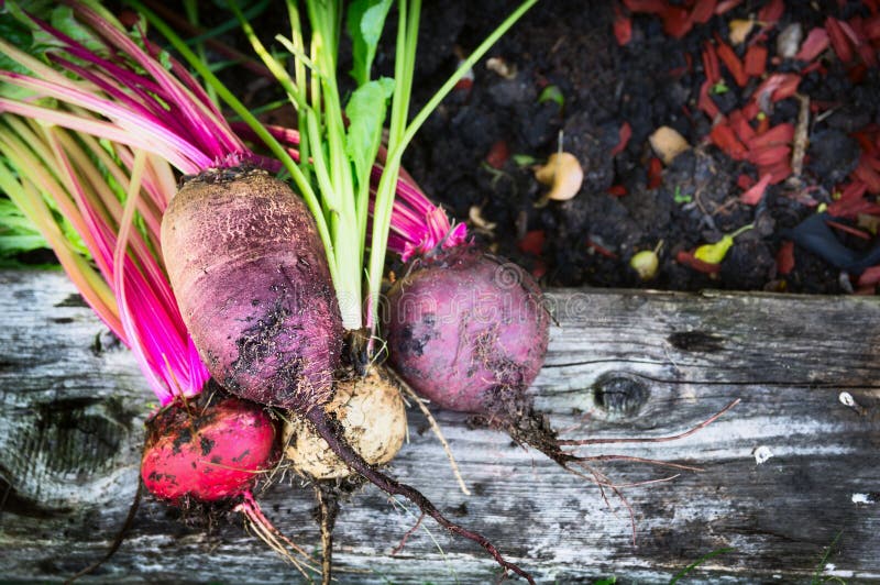 Red Beet Multicolor Various on Soil and Wooden Backgound in Garden, Top ...