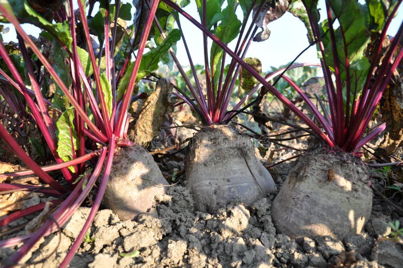 Red Beet in the Open Ground Stock Image - Image of agriculture, field ...
