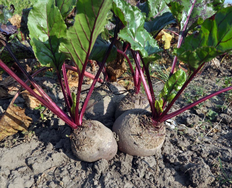 Red Beet in the Open Ground Stock Photo - Image of harvest, beet: 134828548