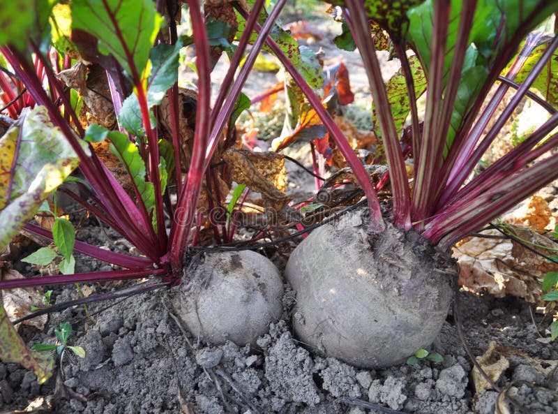 Red Beet in the Open Ground Stock Image - Image of cultivated, season ...