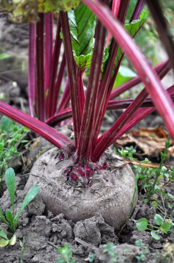 Red Beet in the Open Ground Stock Image - Image of ground, field: 147947177