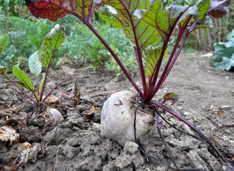 Red Beet in the Open Ground Stock Photo - Image of harvest, beet: 134828548