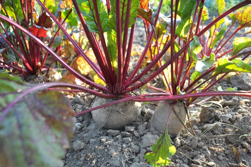 Red Beet in the Open Ground Stock Photo - Image of harvest, beet: 134828548
