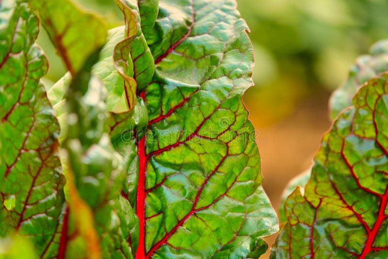 Red Beet Plant with Red Veins Leaves Stock Image - Image of green ...