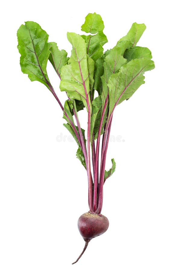 Red Beet Root with Leaves Isolated on White Background Stock Photo ...