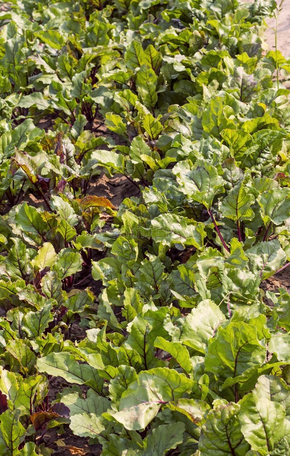 Red Beet Tops Top View, Growing in the Garden Stock Photo - Image of ...