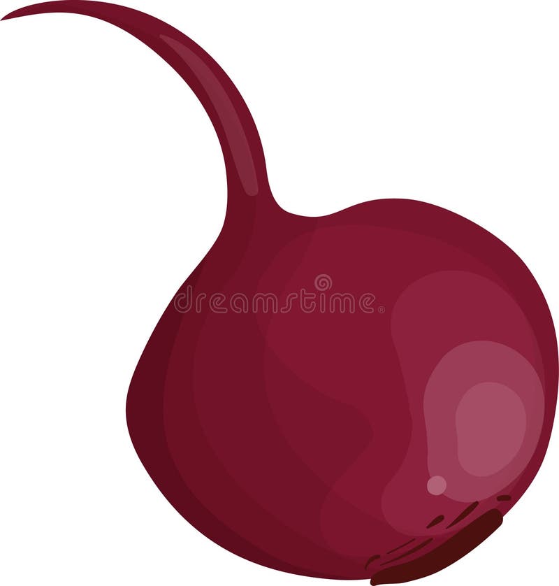 Red Beet. Vector Illustration Stock Vector - Illustration of food ...
