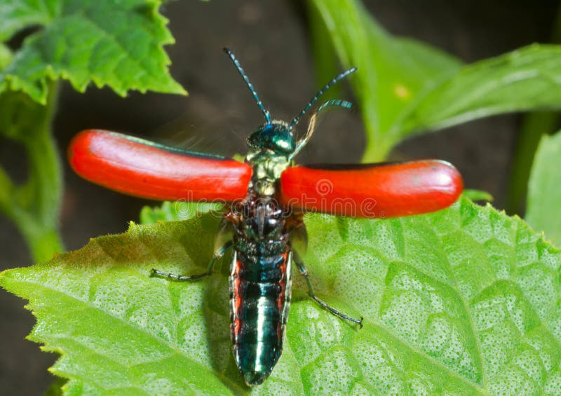 Red beetle 11 stock photo. Image of insects, shard, antenna - 22716568