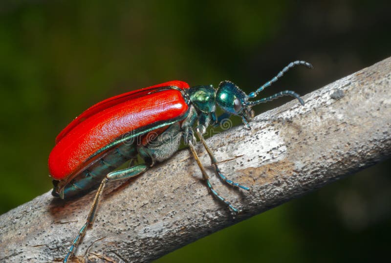 Red beetle 12 stock photo. Image of animal, macro, outdoors - 22813190