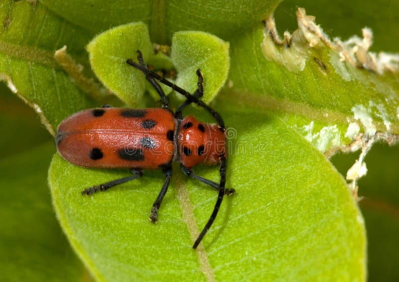 Red Beetle stock photo. Image of antenna, closeup, colorful - 17079008