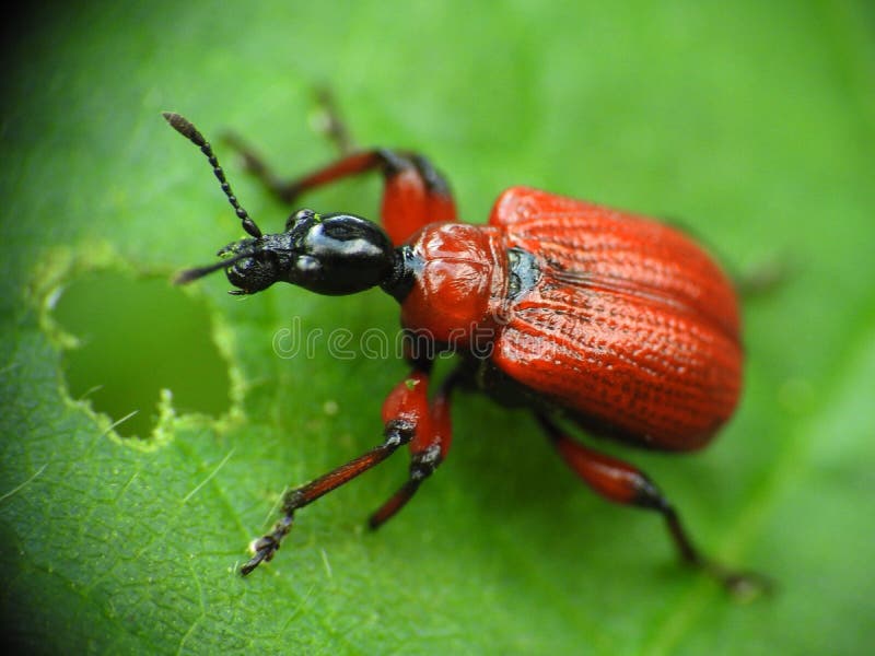 Red beetle stock photo. Image of insect, coryli, apoderus - 124464792