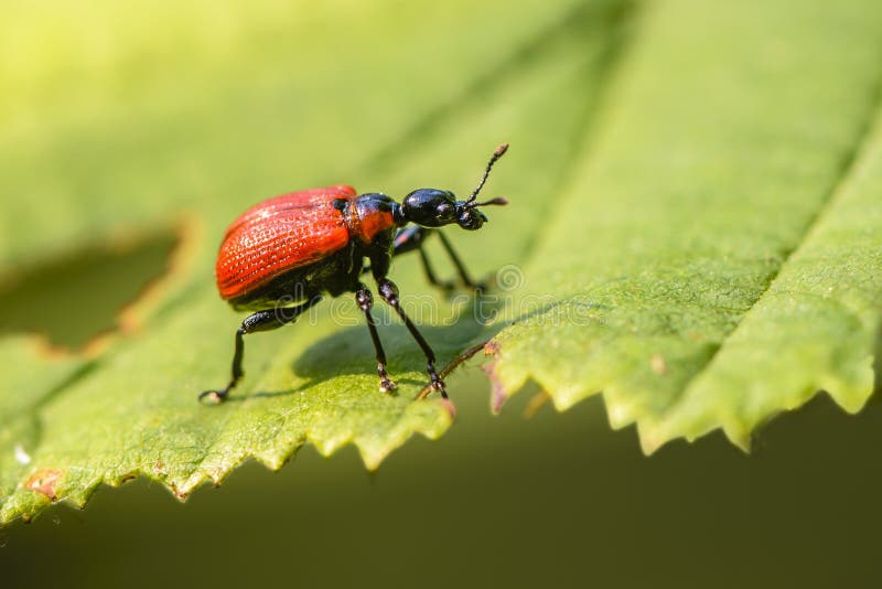 Red Beetle Apoderus Coryli Crawls Along the Edge of a Leaf Stock Photo ...
