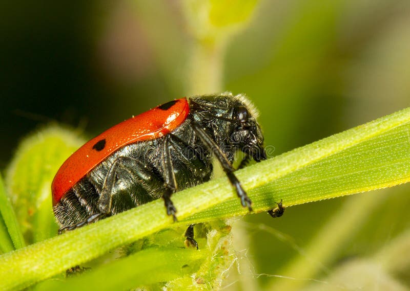 684 Red Back Beetle Stock Photos - Free & Royalty-Free Stock Photos ...
