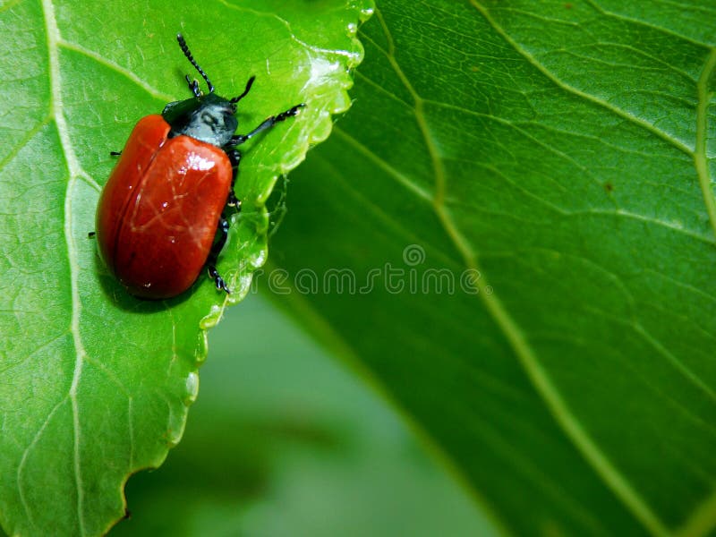 A Red Ladybug without Black Spots in Contact with a Cobweb on a Green ...