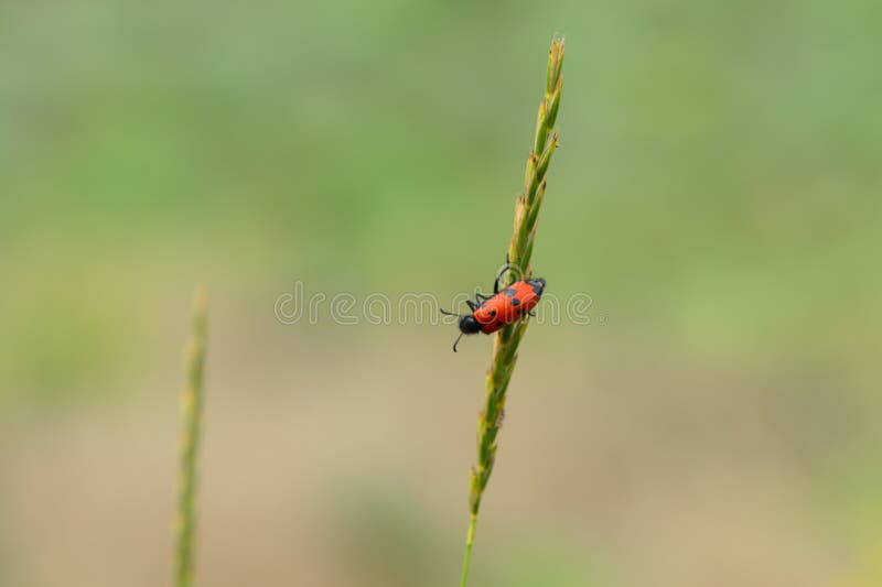Red Beetle with Black Spots on a Green Blade of Grass Stock Photo ...