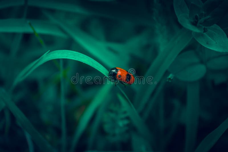 Red Beetle with Black Spots Similar To Alien Stock Image - Image of ...