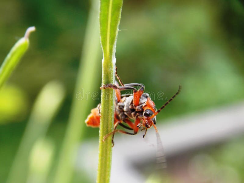 Red Beetle on a Blade of Grass Stock Photo - Image of plant ...