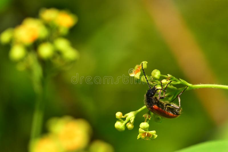 Red beetle, bug stock image. Image of wildlife, macro - 31185475