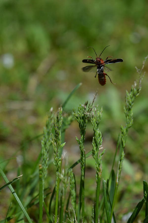 Red Beetle in Flight with Outstretched Wings Stock Photo - Image of ...