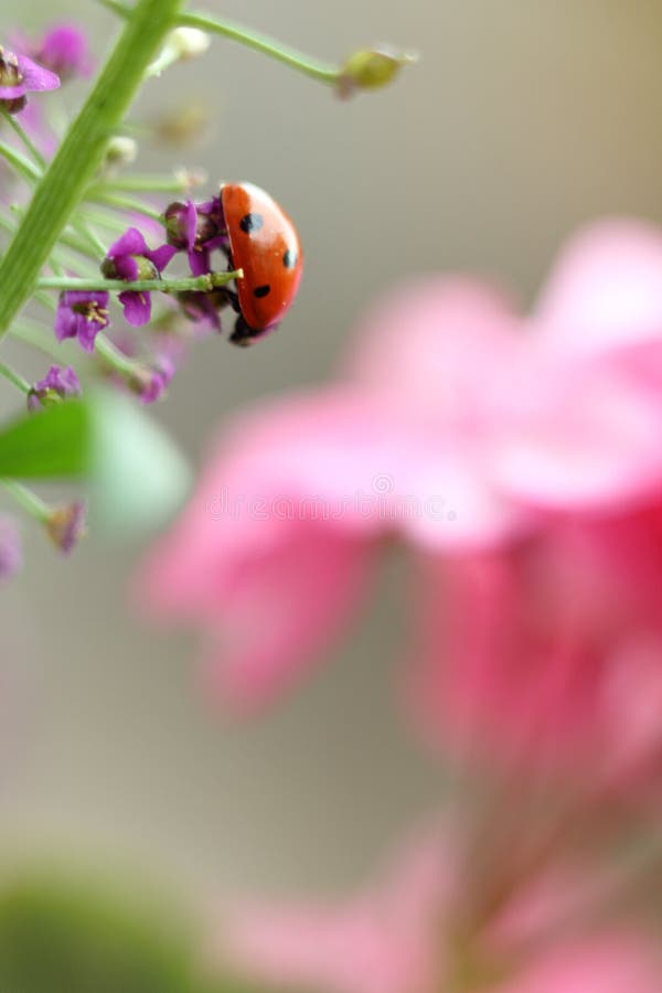 Lady-beetle in the garden stock photo. Image of ladybeetle - 134003726
