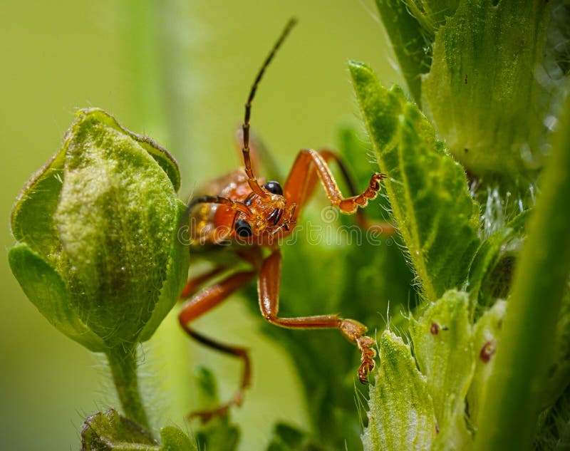 Red beetle on the grass stock photo. Image of beetle - 277999964
