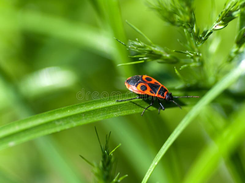 Red Beetle on a Green Leaf Macro Stock Photo - Image of green, bright ...