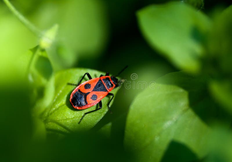 Red Beetle on a Green Leaf Macro Stock Photo - Image of natural ...