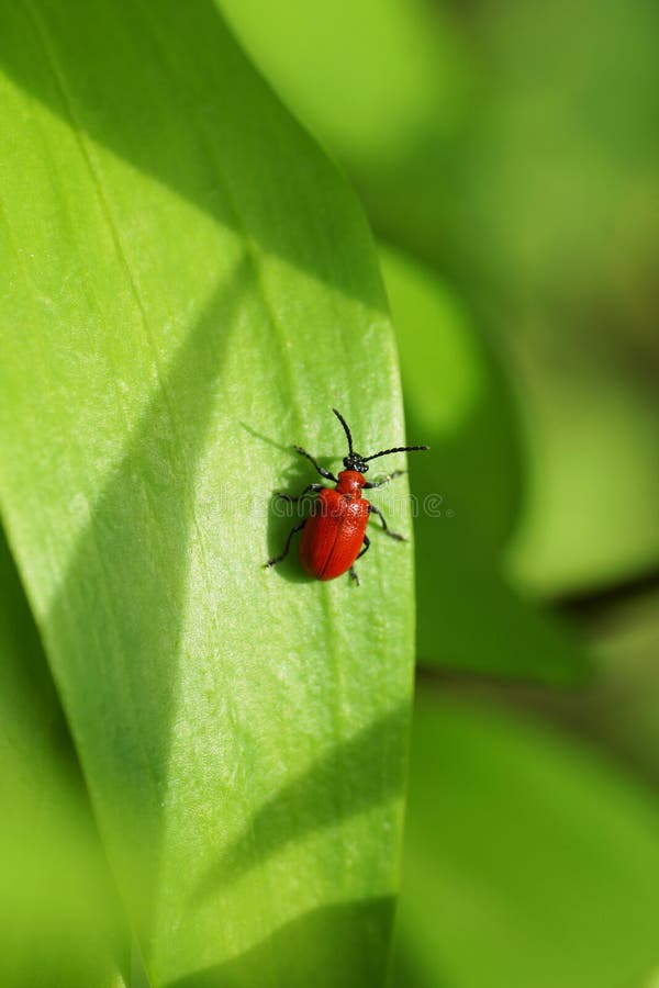 Red Beetle on a Green Plant Stock Photo - Image of close, isolated ...