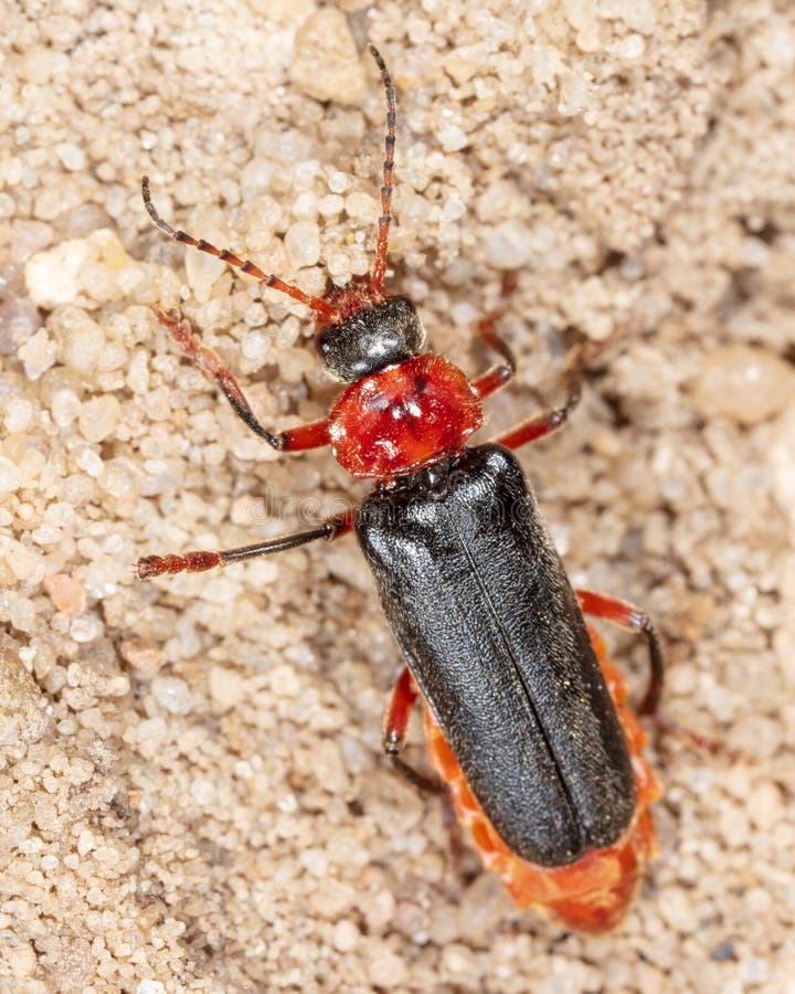 Red Beetle on the Ground in Nature Stock Image - Image of small, black ...