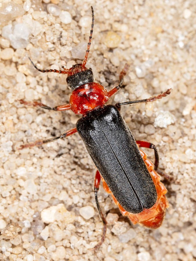 Red Beetle on the Ground in Nature Stock Image - Image of macro, color ...