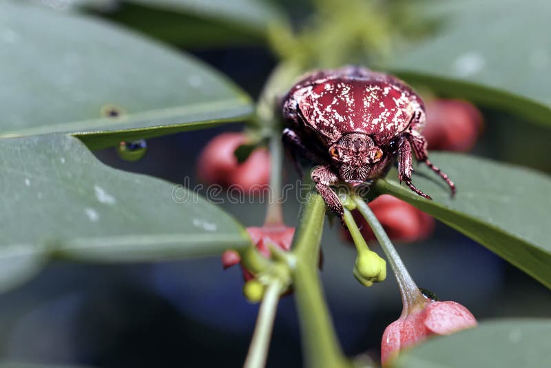 Muscle Beetle Stock Photos - Free & Royalty-Free Stock Photos from ...