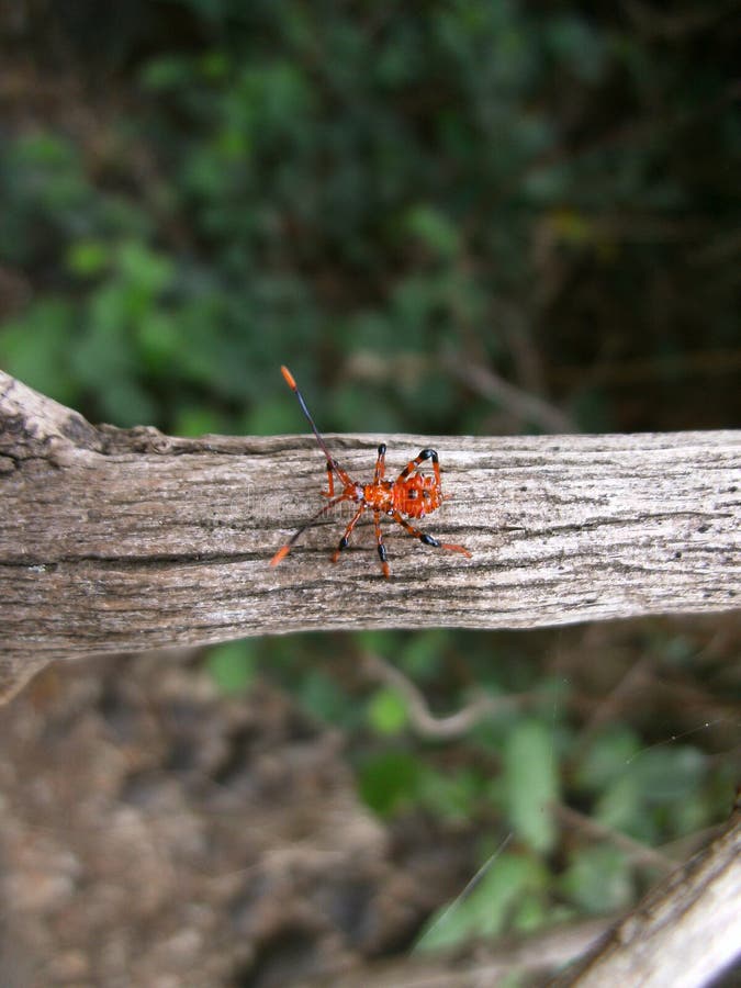 Red Beetle with Long Antennae on Tree Branch in Swaziland Stock Photo ...