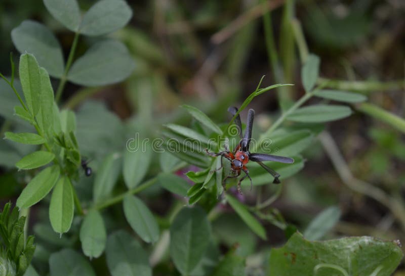 Beetle on the plant stock photo. Image of nature, small - 223281398