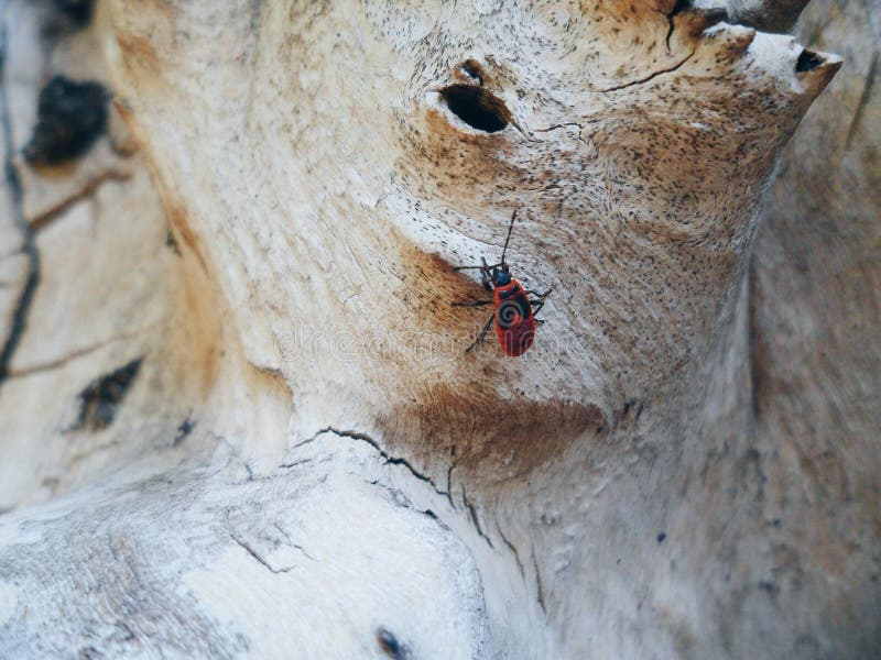Red Beetle on the Structure of a Tree Stock Image - Image of nature ...