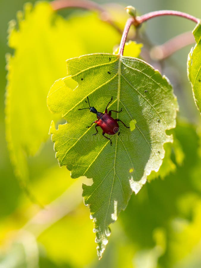 Red Beetle on a Tree Leaf in Spring. Stock Photo - Image of wildlife ...
