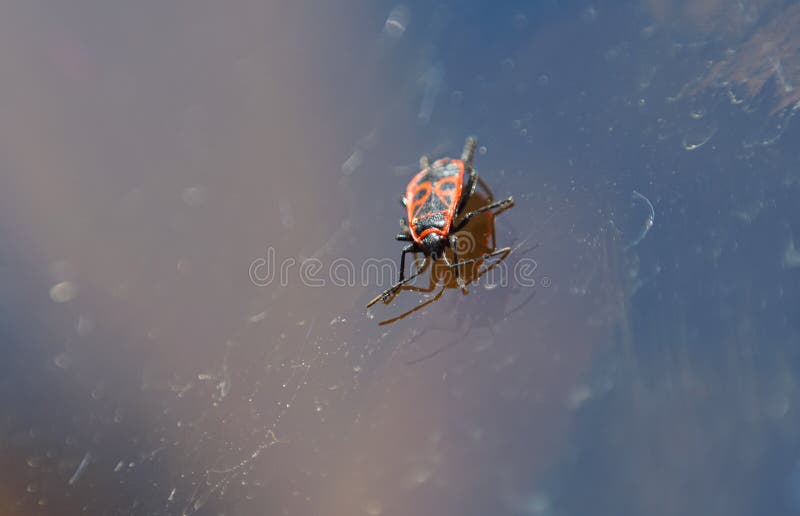 The Red Beetle is Crawling Out the Window Stock Image - Image of beetle ...