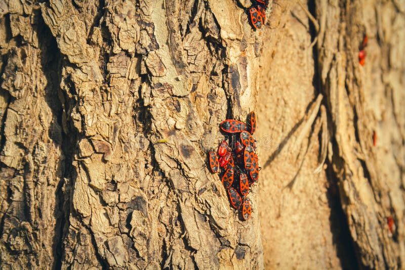 Red Beetles on Bark of Tree Close-up. Red Bugs on Tree Stock Photo ...