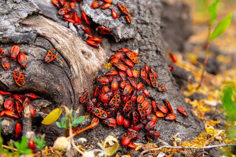 Red Beetles. a Flock of Beetles Sits on a Stump. Insects in the Sun ...