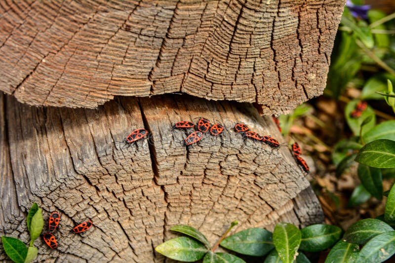 Red Beetles Sit on the Bark of a Tree Stock Photo - Image of forest ...