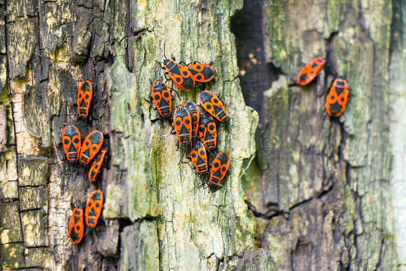 Red Beetles Sit on the Bark of a Tree Stock Image - Image of insect ...