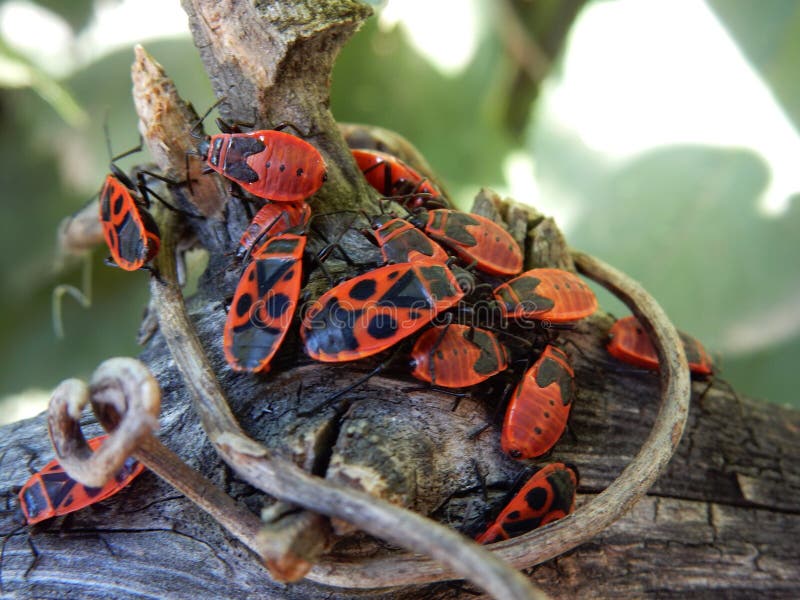Red beetles on a tree stock photo. Image of arthropod - 255536338