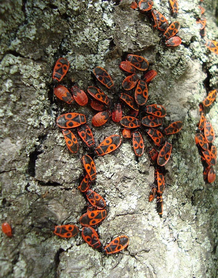 Red Beetles on a Tree.Red Firebug (Pyrrhocoris Apterus) Stock Photo ...