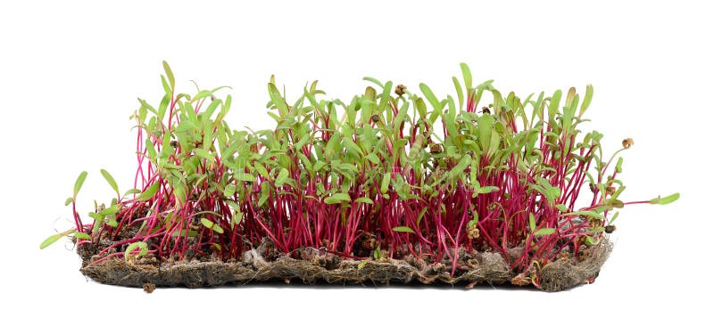Red Beetroot, Fresh Sprouts and Young Leaves Front View on a White ...