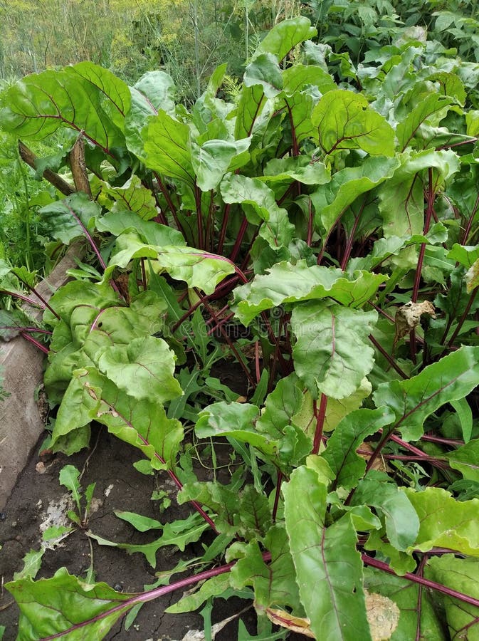 Red Beetroot Growing in the Vegetable Garden Stock Image - Image of ...