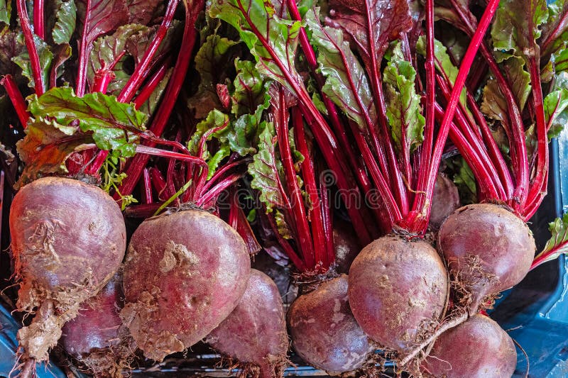 Red Beetroot on the Market Stall Stock Photo - Image of groceries ...