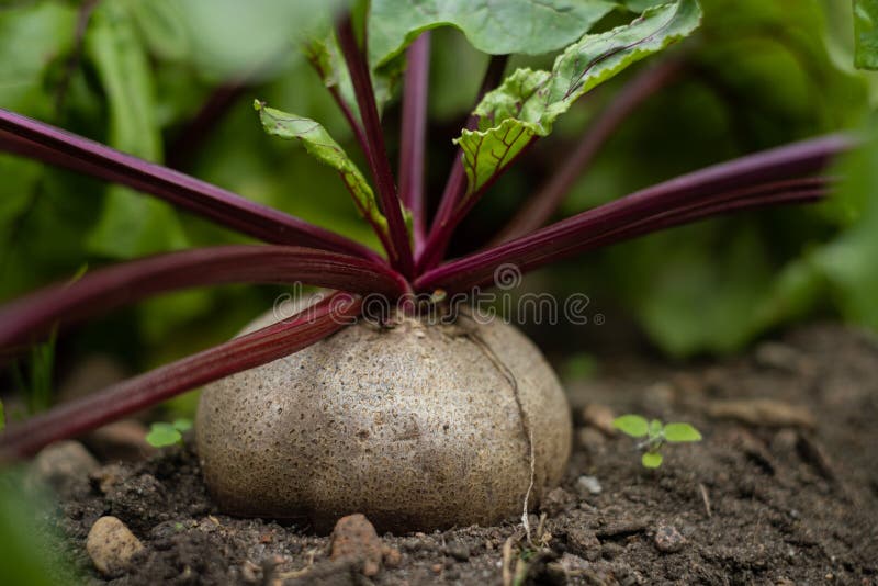 Red Beetroot Planted in Summer Garden. Growing Organic Beet Vegetables ...