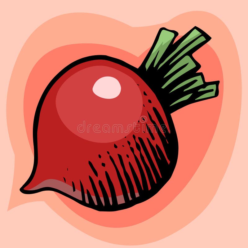 Red Beetroot. Vector. Ripe Root Vegetable, Beet. Maroon. Radish without ...