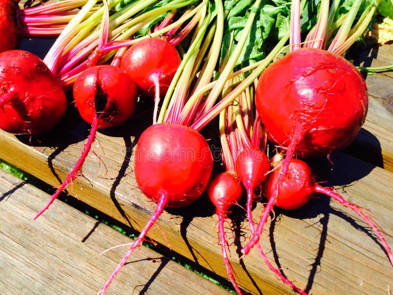 Red Beets stock image. Image of gardening, picked, freshly - 57114331