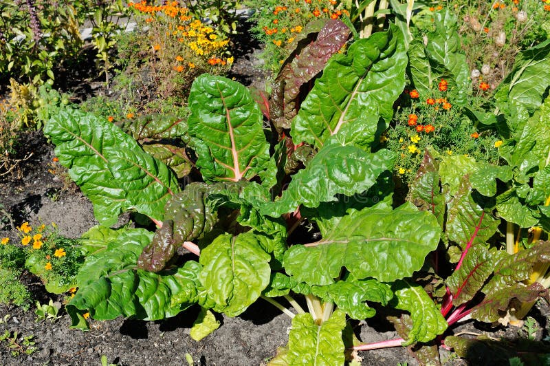 Red Beets in the Front Garden Stock Image - Image of farming, growth ...