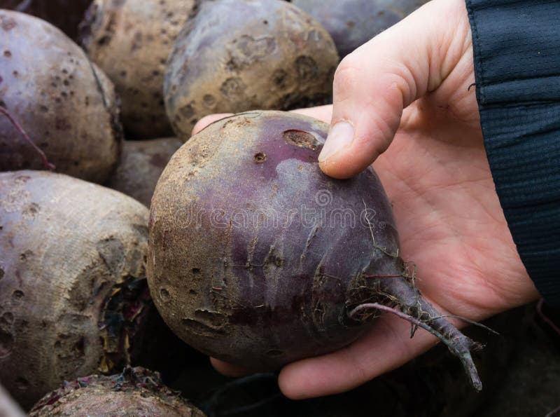 Smiling Young Woman with the Red Beets Stock Photo - Image of gardener ...